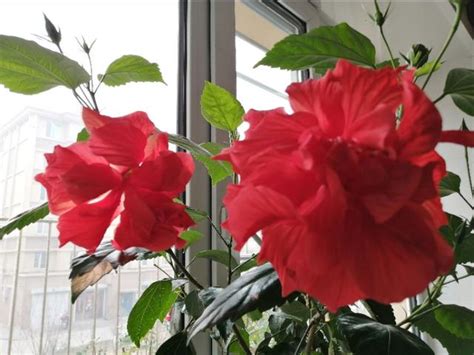 木菊好养吗？ 中国结百科问答