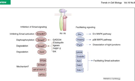 Figure From New Regulatory Mechanisms Of TGF Beta Receptor Function Semantic Scholar