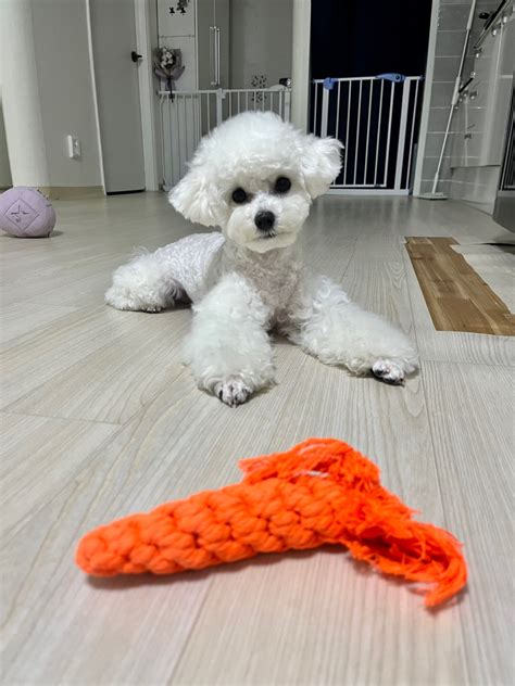 비숑프리제 두부 강아지 책임분양♥분양완료 강아지무료분양 고양이무료분양 유기견입양 아이조아요양보호소