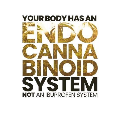 Upstream Hemp Understanding Your Ecs🧠 The Endocannabinoid System Ecs Is A Complex Cell