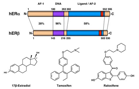 Signal Regulated Transcription Kraus Lab Ut Southwestern Dallas Texas