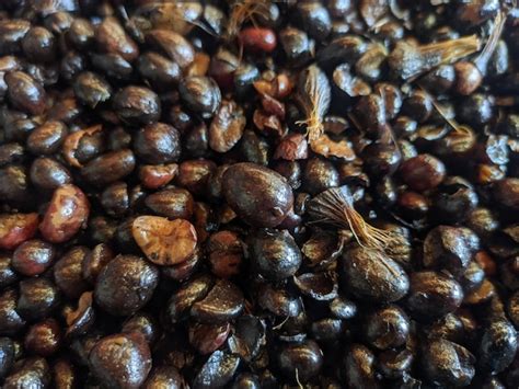 Palm Kernal Escuro Em Um Palm Kernal De Carga De Caminhão Sobre Aquecimento No Moinho Foto Premium