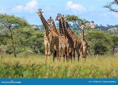 Una Manada De La Jirafa Del Masai En El Parque Nacional De Serengeti