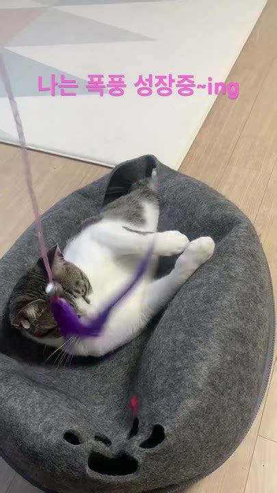 고양이 코숏 고등어냥 Youtube