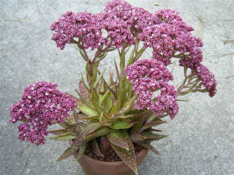 Crassula Alba Var Parvisepala World Of Succulents