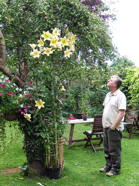 Tree Lily Lilies Bulbs To Buy