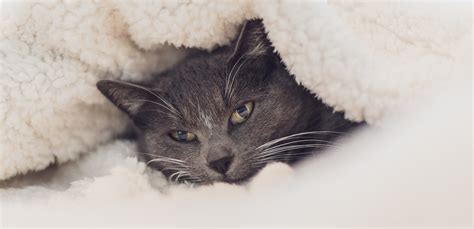 § 42 Теплові властивості речовин Види теплопередачі