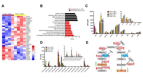 最新研究成果 清华药学院陈立功课题组揭示脂肪酸和胆固醇通路互作在肝细胞癌发生中的重要代谢调控机制 清华大学生命有机磷化学及化学生物学教育部重点实验室