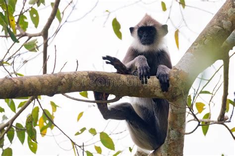 Gray Langur Or Semnopithecus Priam Thersites Sits On Tree Stock Image Image Of Asia Grey