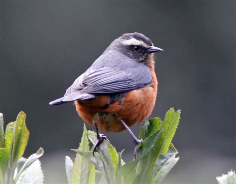White Browed Conebill Alchetron The Free Social Encyclopedia