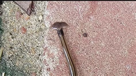 Hammerhead Flatworm Begins Resurgence In Tennessee