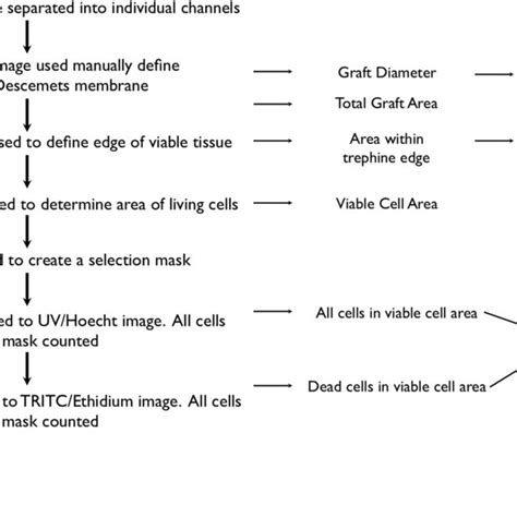 Flow Chart Outlining Image Processing And Quantification Steps