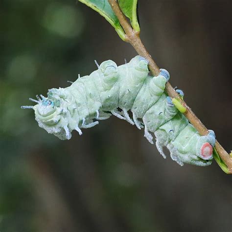 Atlas Caterpillar