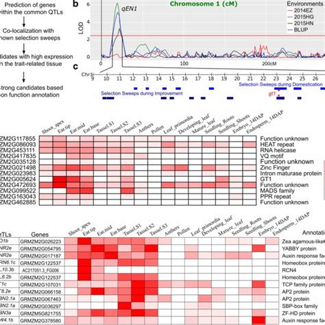 High Density Bin Maps Constructed By Genome Wide Snps A Number Of