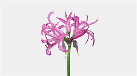 Time Lapse Of Opening Pink Nerine Lily Stock Footage Sbv 349247100 Storyblocks