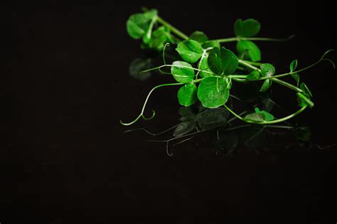 완두콩 그린마이크로 그린 곡물 묘 목 녹색 식품 개념 꽃잎과 줄기 음식 배경 0명에 대한 스톡 사진 및 기타 이미지 Istock