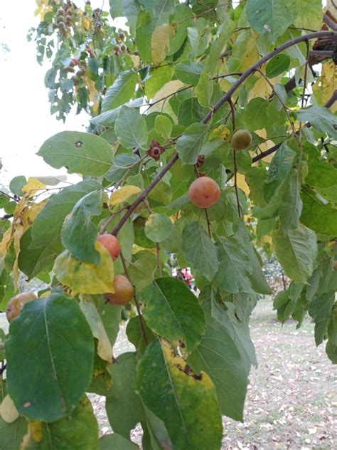 American Persimmon From West Lafayette On September 29 2024 At 1123
