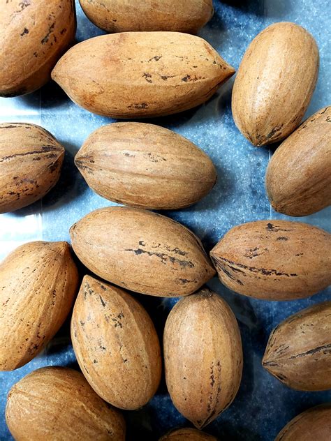 Pecan Nut Shell