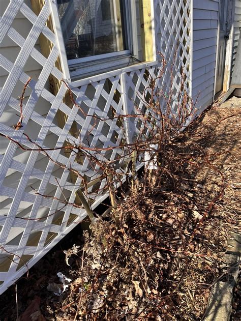 Climbing Hydrangea Pruning R Gardening