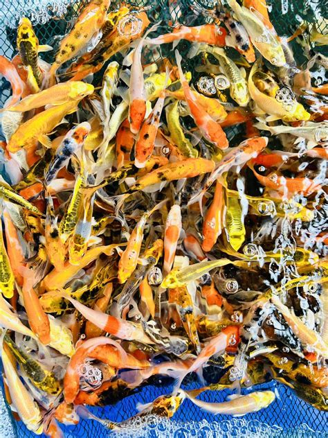 🎏สายขุน 3 นิ้ว ยังมีอยู่นะจ๊ะ ปลาคาร์ฟแฟนซี บางใหญ่ซิตี้