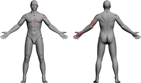 Upper Extremity Model Marker Placement The Segments Configuration Is