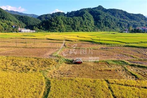 江西芦溪：收获水稻 人民图片网