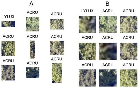Fusion Neural Networks For Plant Classification Learning To Combine Rgb Hyperspectral And