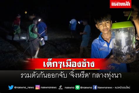 ข่าว Like สาระ เด็กๆเมืองช้างรวมตัวกันออกจับ จิ้งหรีด กลางทุ่งนาหลังตะวันตกดิน