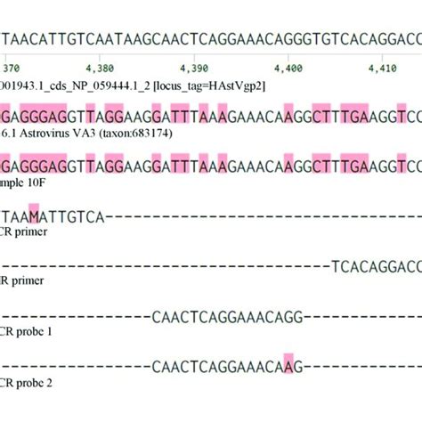 Detailed Presentation Of The Nucleotide Sequences Of The Target