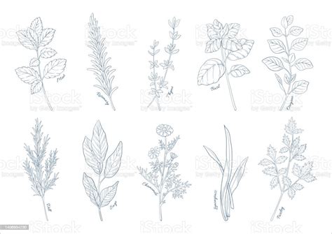 허브 일러스트레이션 손으로 그린 일러스트 레이 션 재료 향기로운 식물 세트 요리 및 향기로운 재료 선화 한방약에 대한 스톡 벡터 아트 및 기타 이미지 Istock