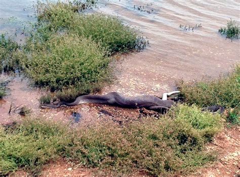 Pictures How A Python Can Swallow A Crocodile National Geographic