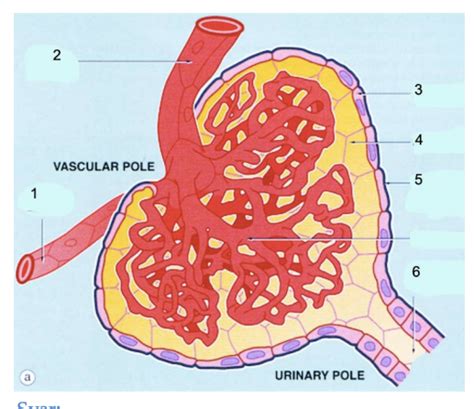 Glomerulus Diagram Quizlet