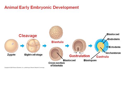 Early Stages Of Embryonic Development At Glenn Bott Blog
