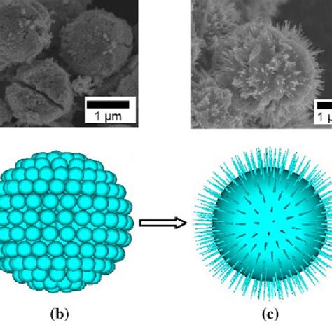Schematic Illustration Of The Formation Process Of 3d Urchin Like Download Scientific Diagram
