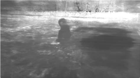 Bringing Depth Supervision To Dynamic Neural Radiance Fields With Scene