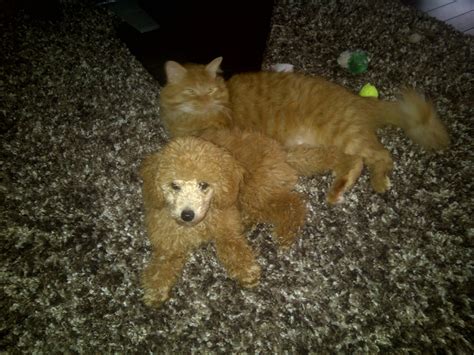 Rusty And His Buddy Cat Adoreannies PoodlesAdoreannies Poodles