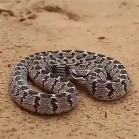 Yuval Leshem Mba On Linkedin Java Javascript Css Html Frontend React Js Angular Backend