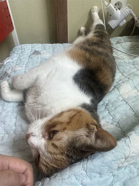 나 엎드려서 폰하는데 고양이가 내손에 닿는거야 분명 거리가 어느정도 있었는데 인스티즈 Instiz 일상 카테고리