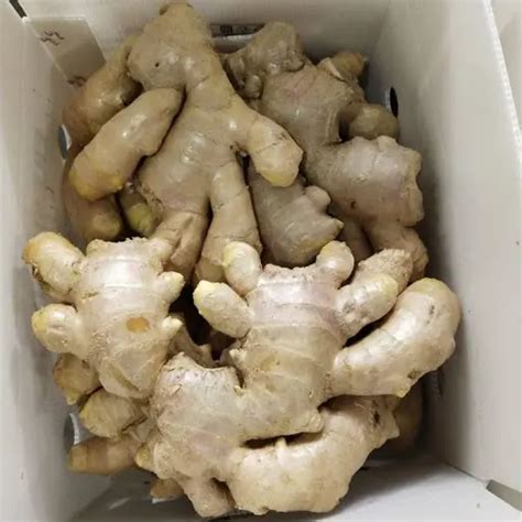 Ginger Box 10kg Healthy World
