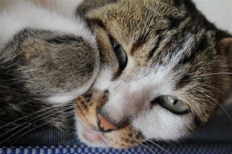 무료 이미지 귀엽다 착한 애 고양이 새끼 자고있는 고양이 같은 휴식 하품 소리 선잠 닫다 코 구레나룻
