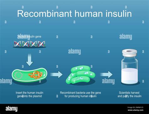 Recombinant Human Insulin Recombinant Bacteria Use The Gene For Producing Insulin Cross