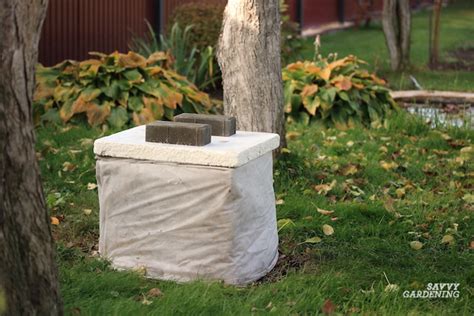 Hydrangea Fall Care A Guide To Caring For Hydrangeas In Autumn