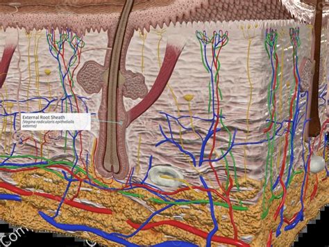 External Root Sheath Complete Anatomy