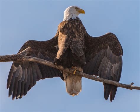 배경 화면 초상화 날개 좌석 야생 생물 새의 먹이 대머리 독수리 따뜻한 부리 원근법 맹금류 성숙한 빛 아름다운 나무 새로운 별난 말다툼하다