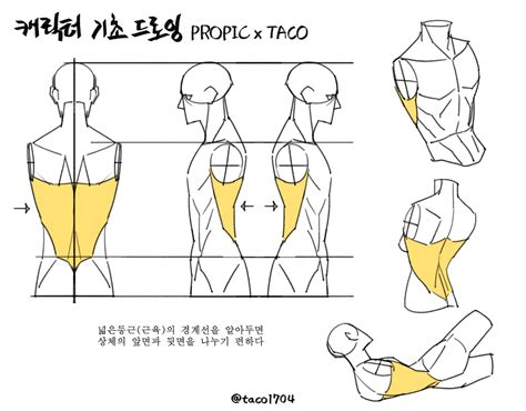 타코작가 On Twitter Tutorial De Anatomía Referencia De Anatomía Arte De Anatomía Humana
