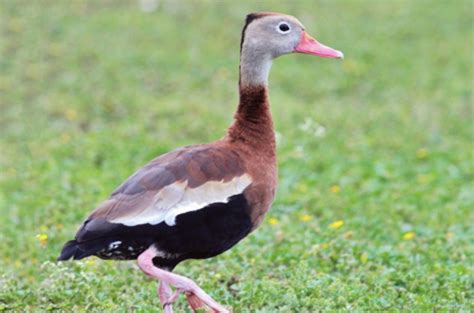 Ornithology Id 1 Flashcards Quizlet