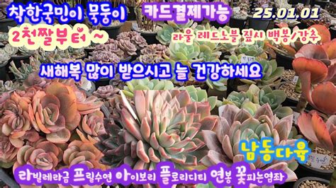 남동다육 2 2천짤부터 묵둥이 신상많아요가격도 착해요라울 레드노블 짚시 백봉 프리수연 라빌레라금 아이보리 플로리디티 연봉 꽃피는염좌 Youtube