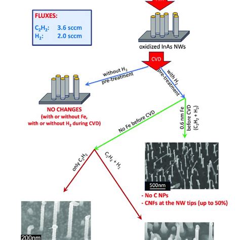 Scheme Summarizing The Procedures And Findings Download Scientific