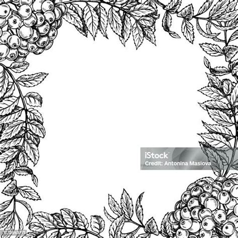 마가목 요소 과일과 나뭇잎 손으로 그린 흑백 그래픽 벡터 일러스트 레이 션의 프레임 흰색 배경에 고립되어 있습니다 포장 배너 및 메뉴 직물 및 포스터를 위한 디자인 요소 0
