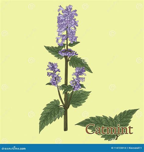 Catnip Vector Illustration Stock Illustrations 121 Catnip Vector Illustration Stock